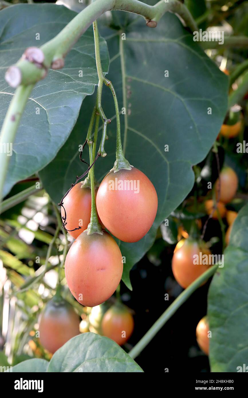 Egg shaped fruit hi-res stock photography and images - Alamy