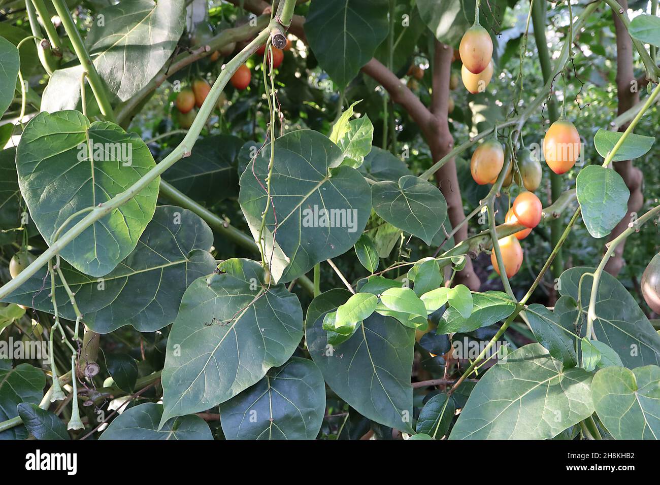 Solanum betaceum tamarillo – orange red egg-shaped fruit and large dark ...