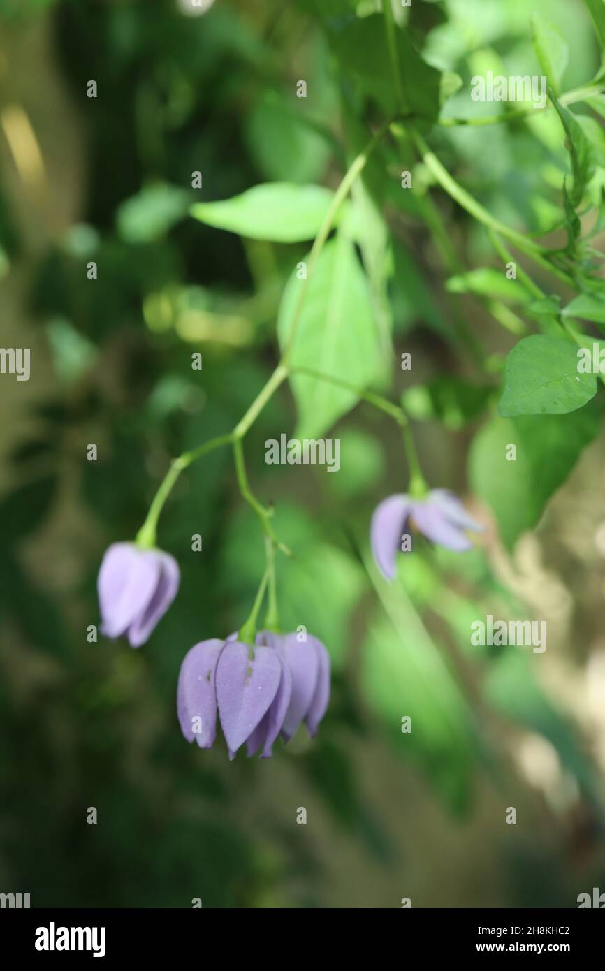 Climbing nightshade hi-res stock photography and images - Alamy
