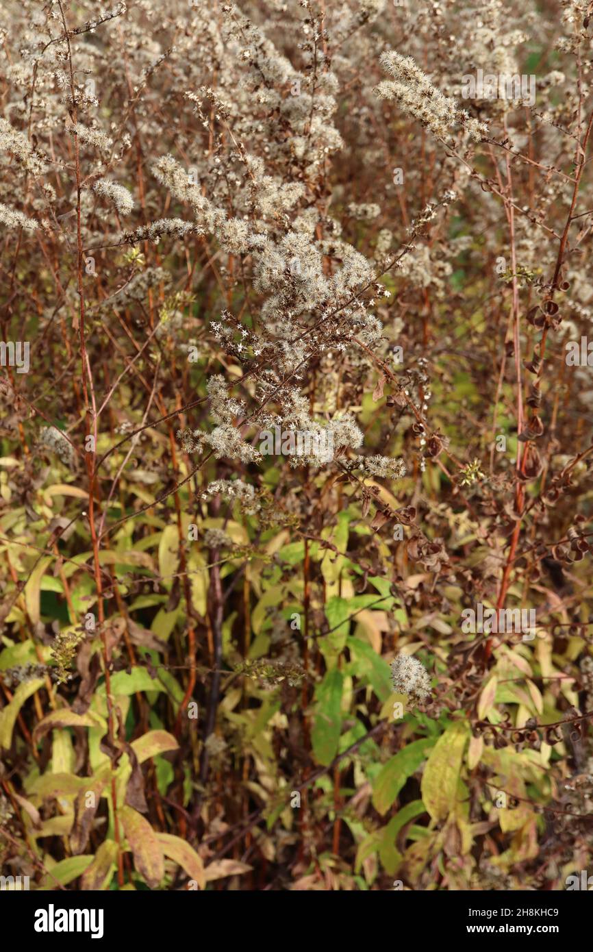 Goldenrod fireworks hi-res stock photography and images - Alamy