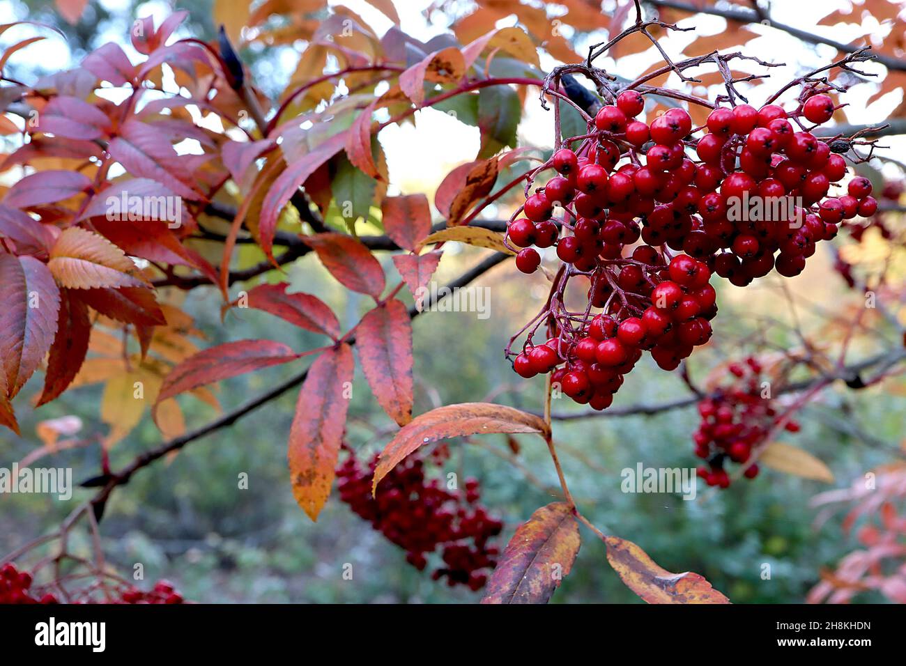 Sorbus acuparia subsp pohuashaensis Hupeh rowan – dense clusters of ...
