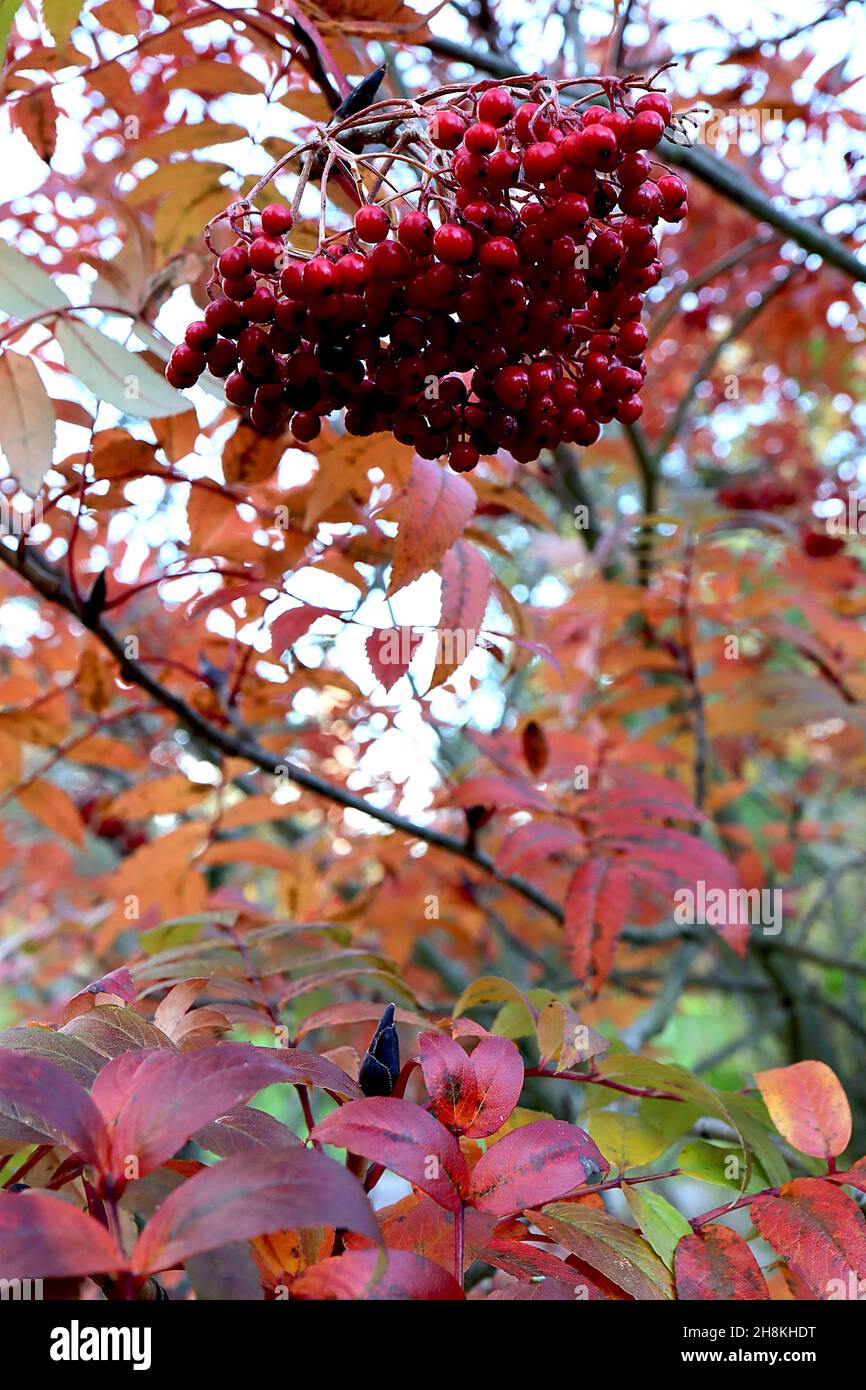 Sorbus acuparia hi-res stock photography and images - Alamy