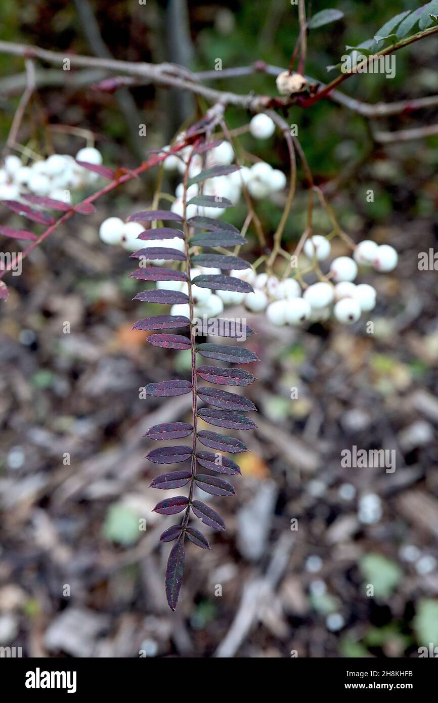 Sorbus setschwanensis hi-res stock photography and images - Alamy