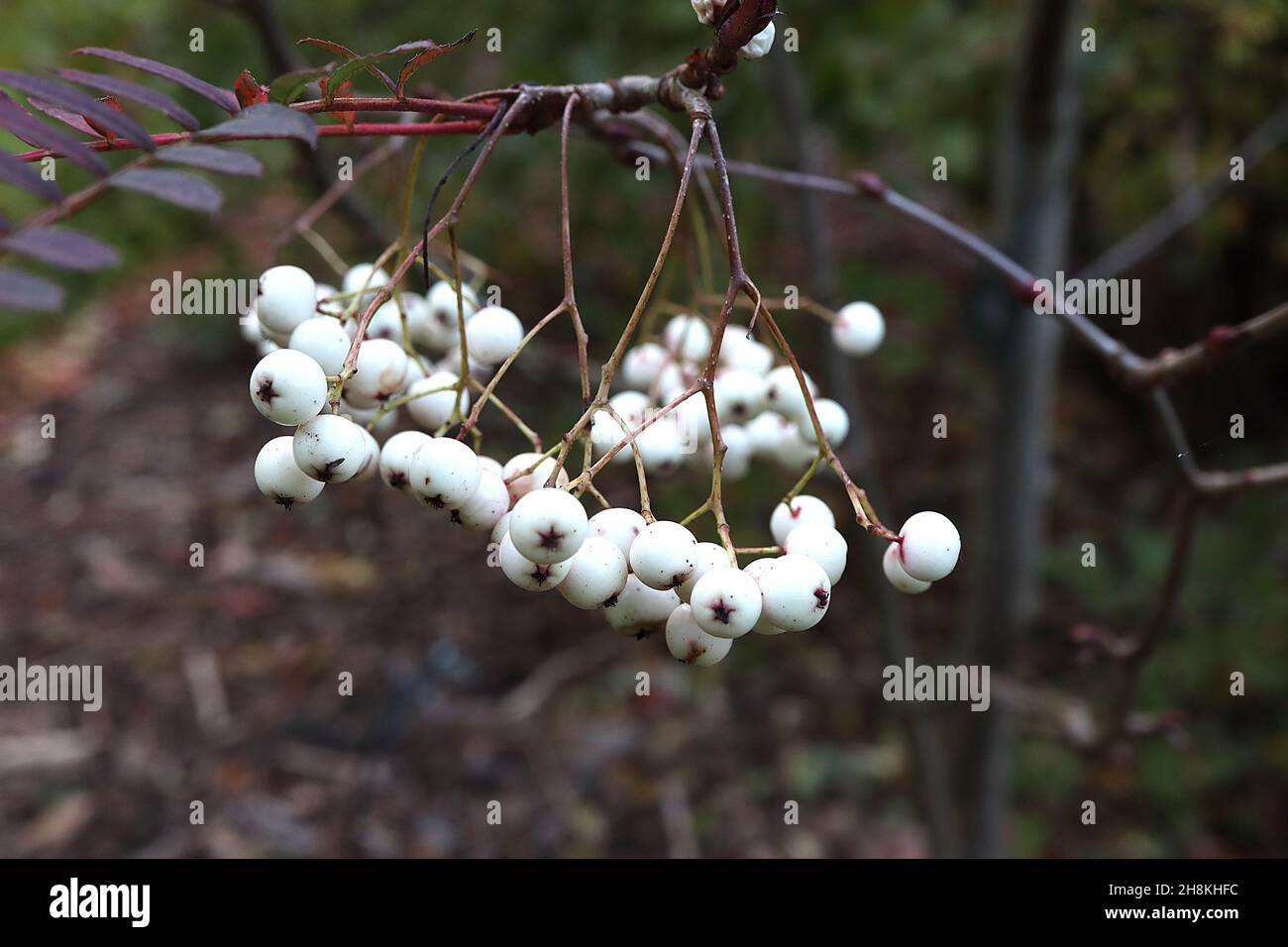 Sorbus setschwanensis hi-res stock photography and images - Alamy