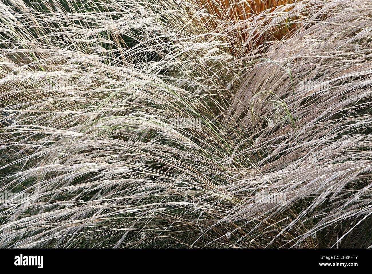 Stipa ichu Peruvian feather grass – long feathery arching plumes of ...