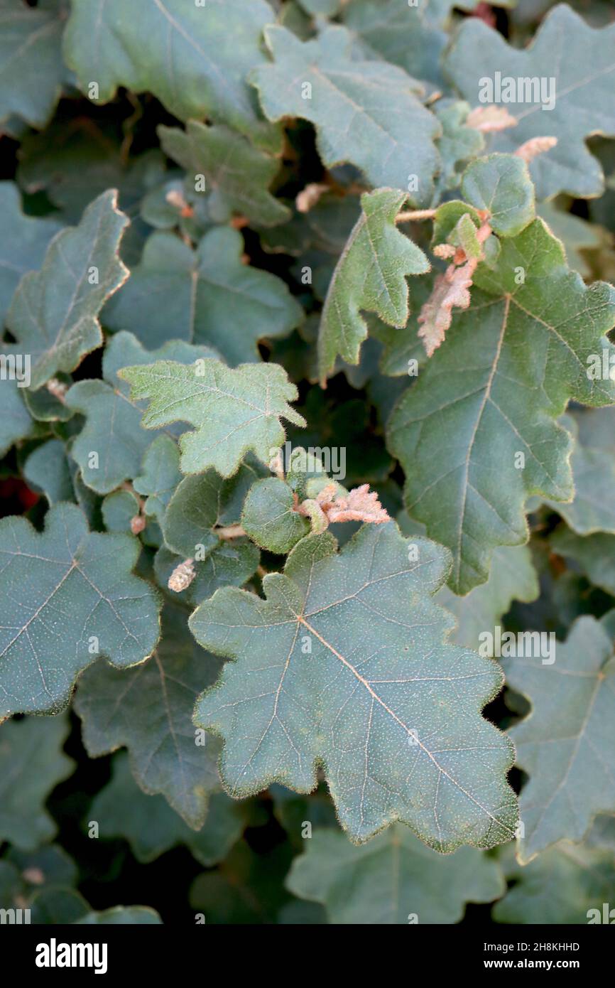 Buff veins hi-res stock photography and images - Alamy