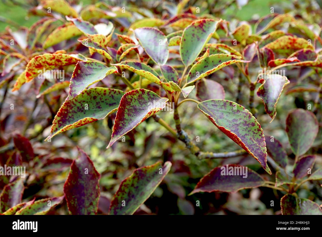 Trochodendron aralioides wheel tree – pointed ovate glossy olive green ...