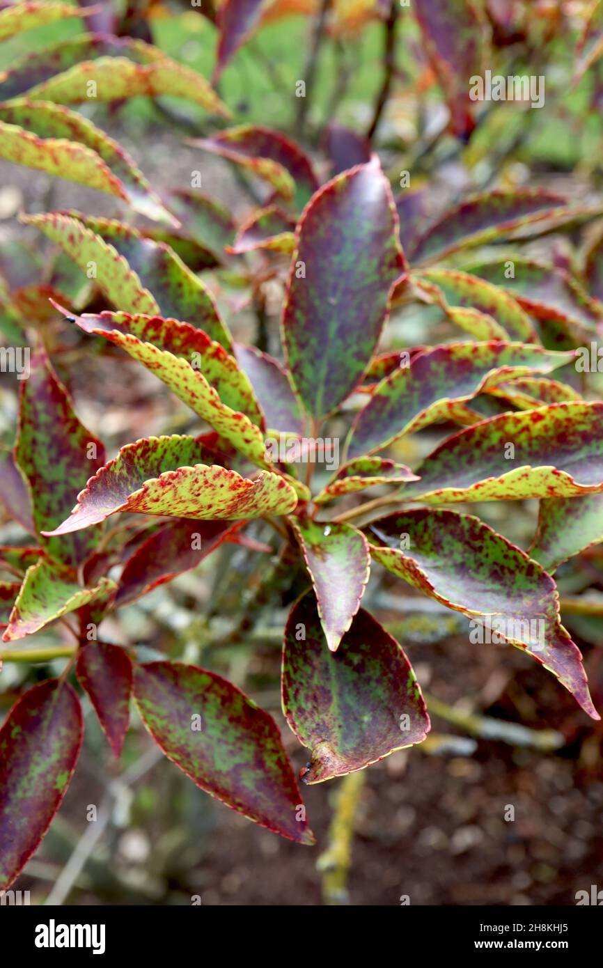Trochodendron aralioides wheel tree – pointed ovate glossy olive green ...