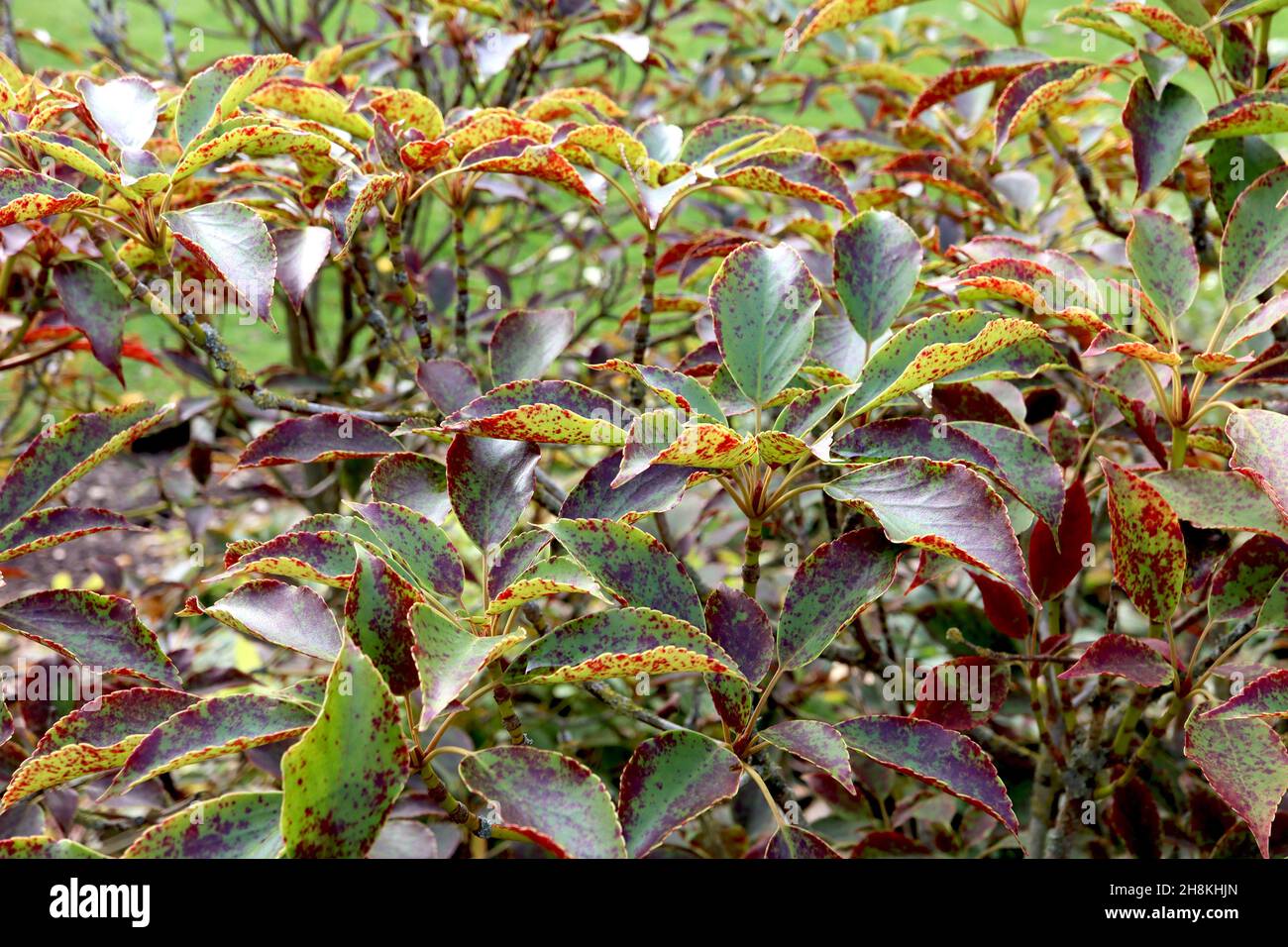 Trochodendron aralioides wheel tree – pointed ovate glossy olive green ...
