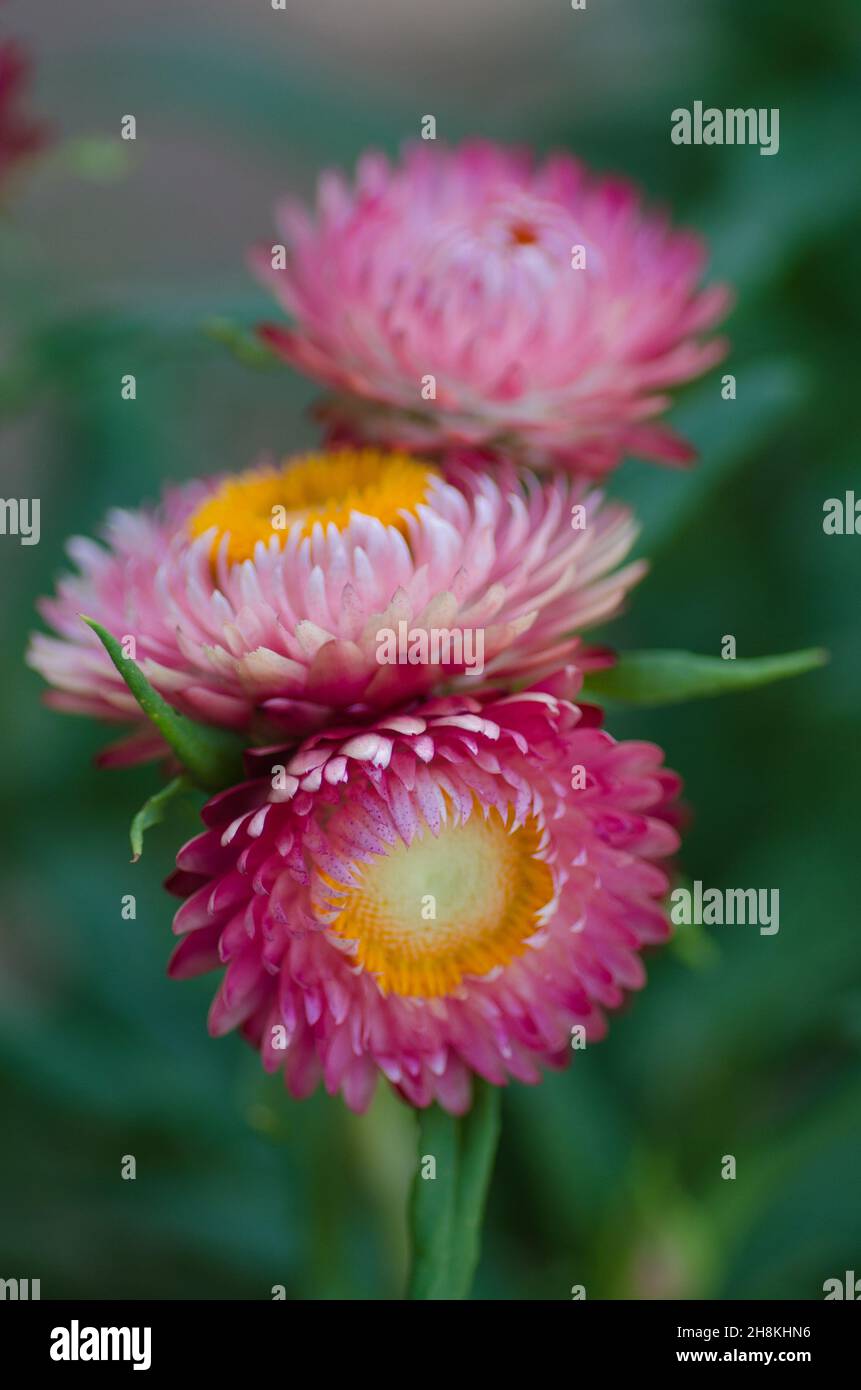 A trio of pink strawflowers against a green background Stock Photo - Alamy