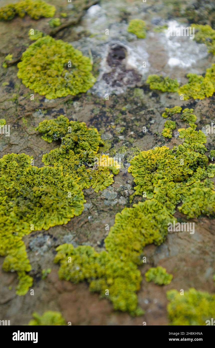 Green lichen growing on a rock Stock Photo - Alamy