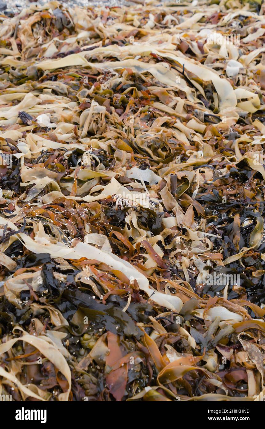 Seaweed on a beach hi-res stock photography and images - Alamy