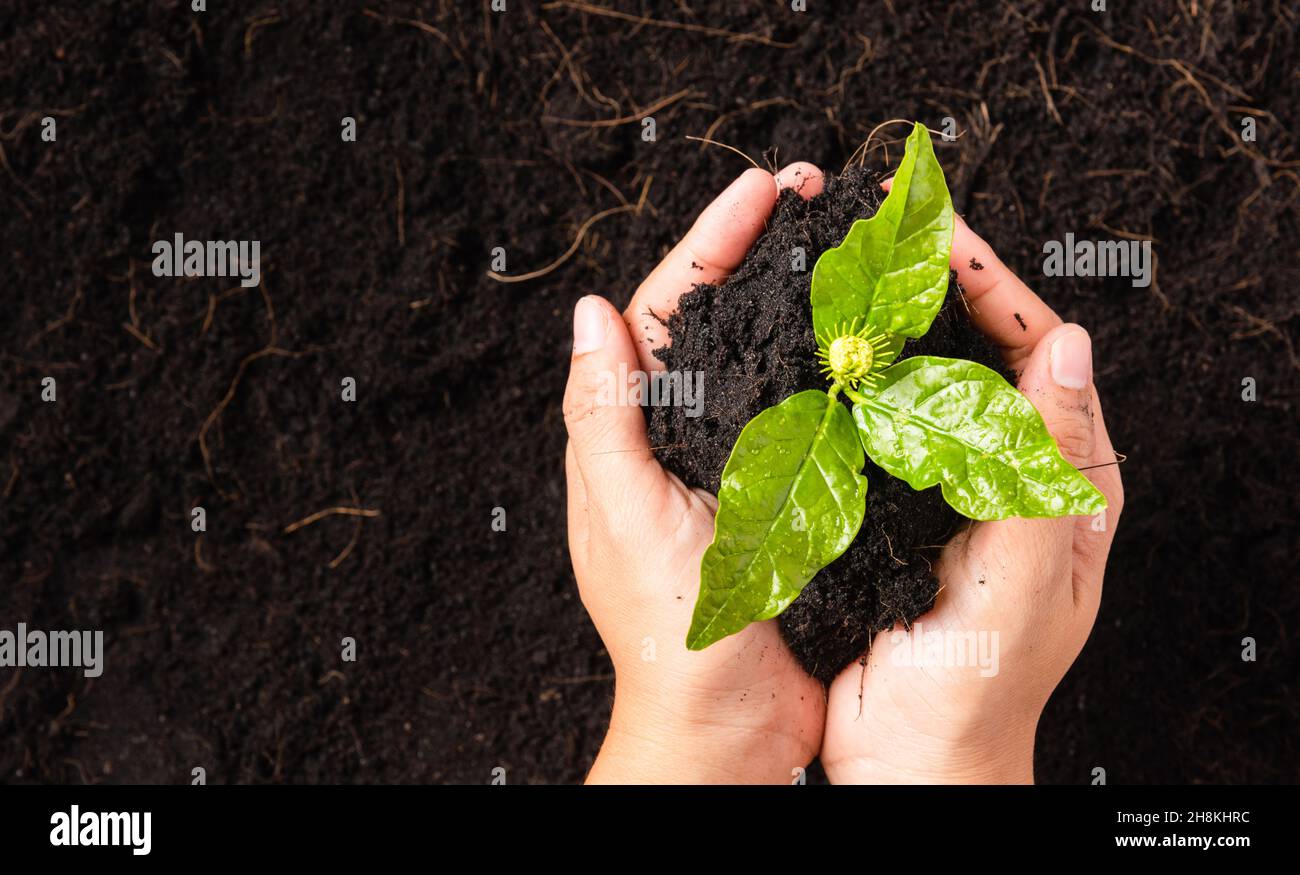 Hand of woman holding compost fertile black soil with nurturing tree ...