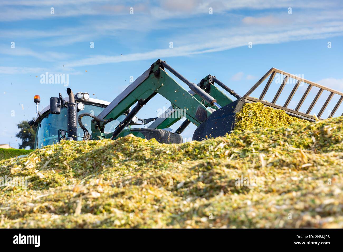 Farmer feeding silage cattle hi-res stock photography and images - Alamy