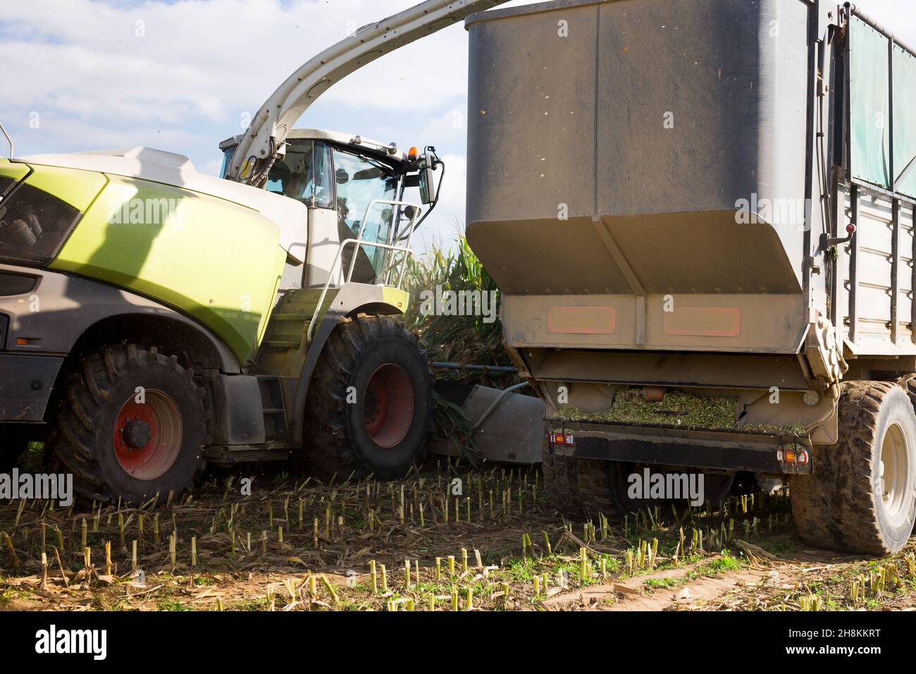 Agricultural machinery produces harvesting of maize Stock Photo - Alamy