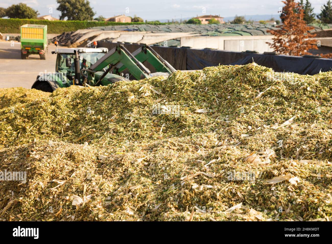 Farmer feeding silage cattle hi-res stock photography and images - Alamy