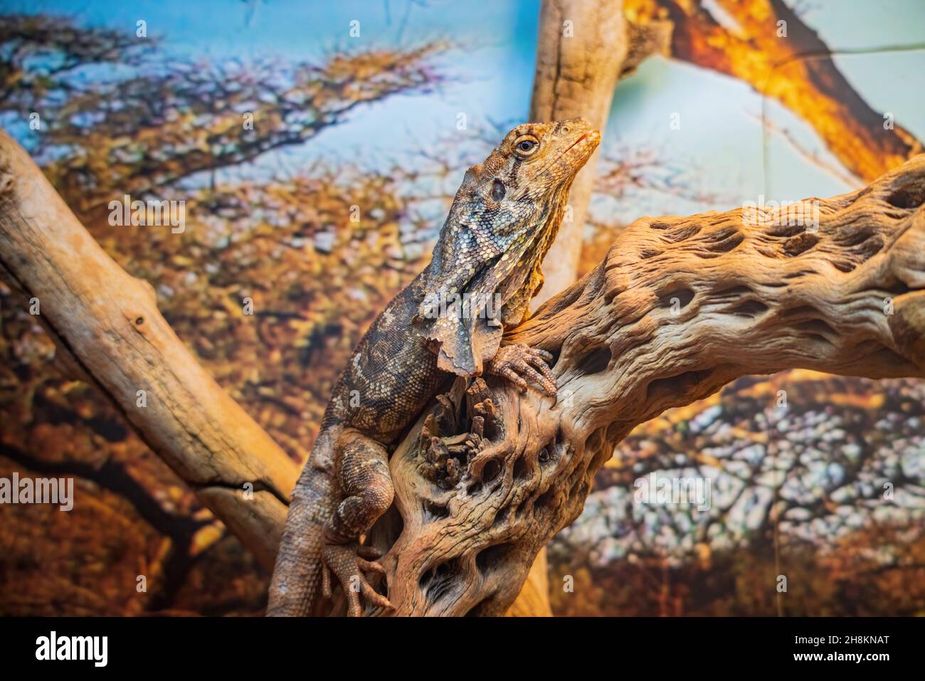 Lizard people city hi-res stock photography and images - Alamy