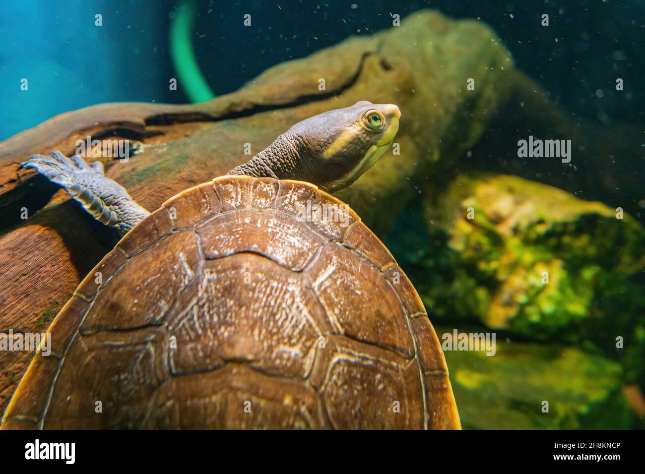 Northern yellow faced turtle hi-res stock photography and images - Alamy