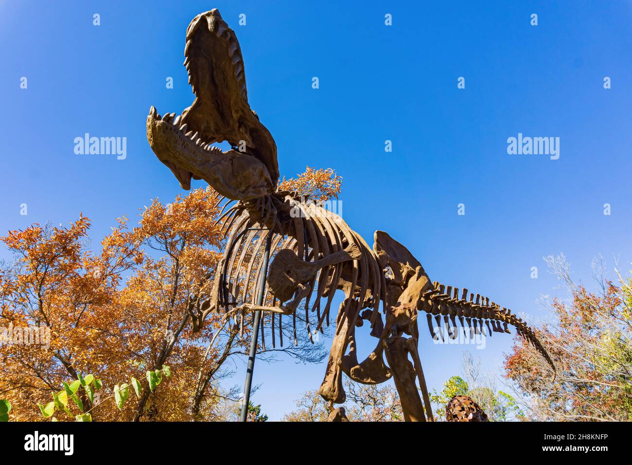 Close up shot of Tyrannosaurus Rex Dinosaur model at Oklahoma Stock ...
