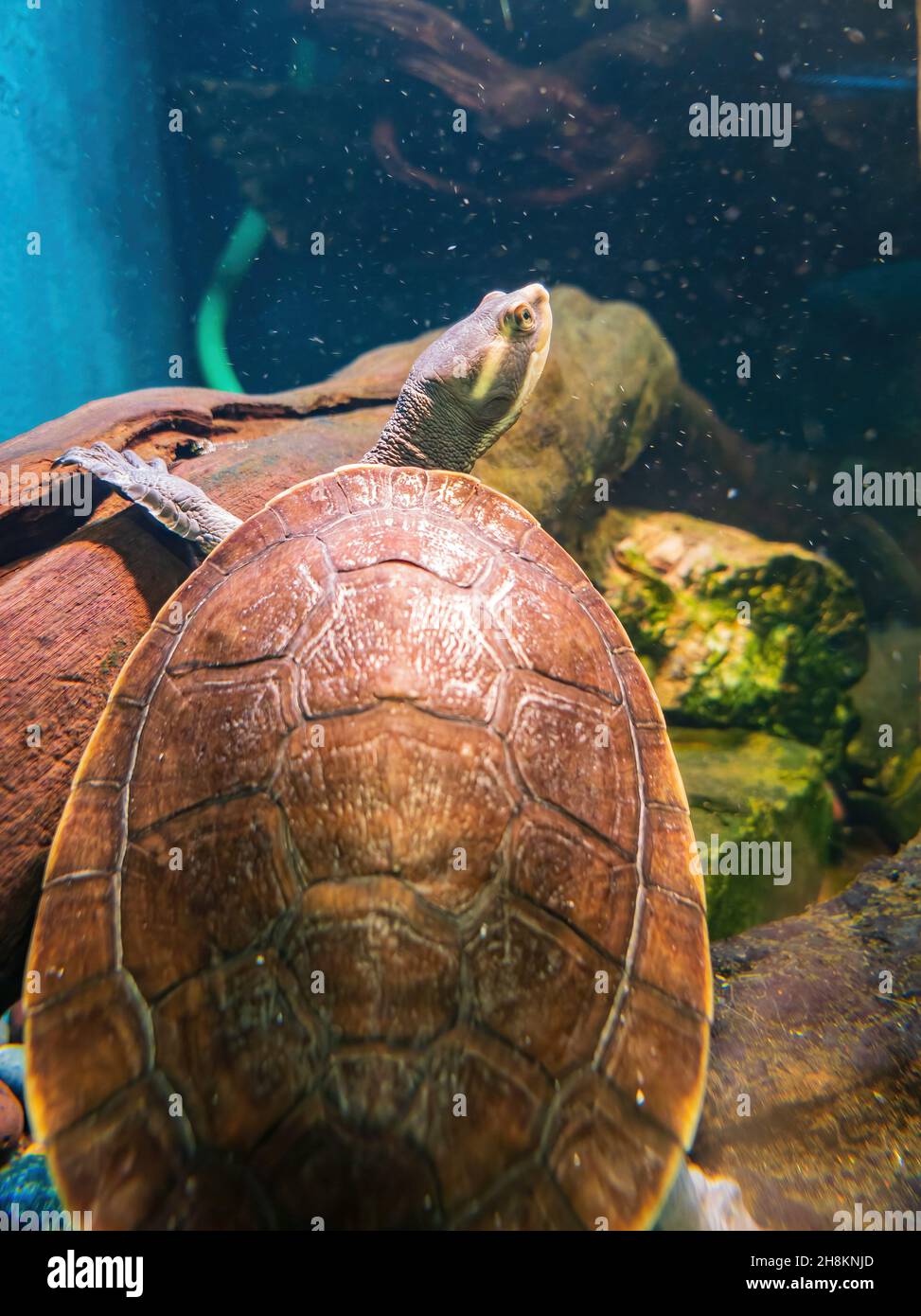 Northern yellow faced turtle hi-res stock photography and images - Alamy
