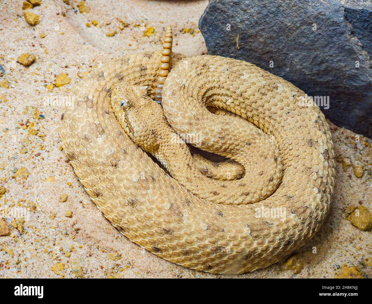 Sidewinder Rattlesnake