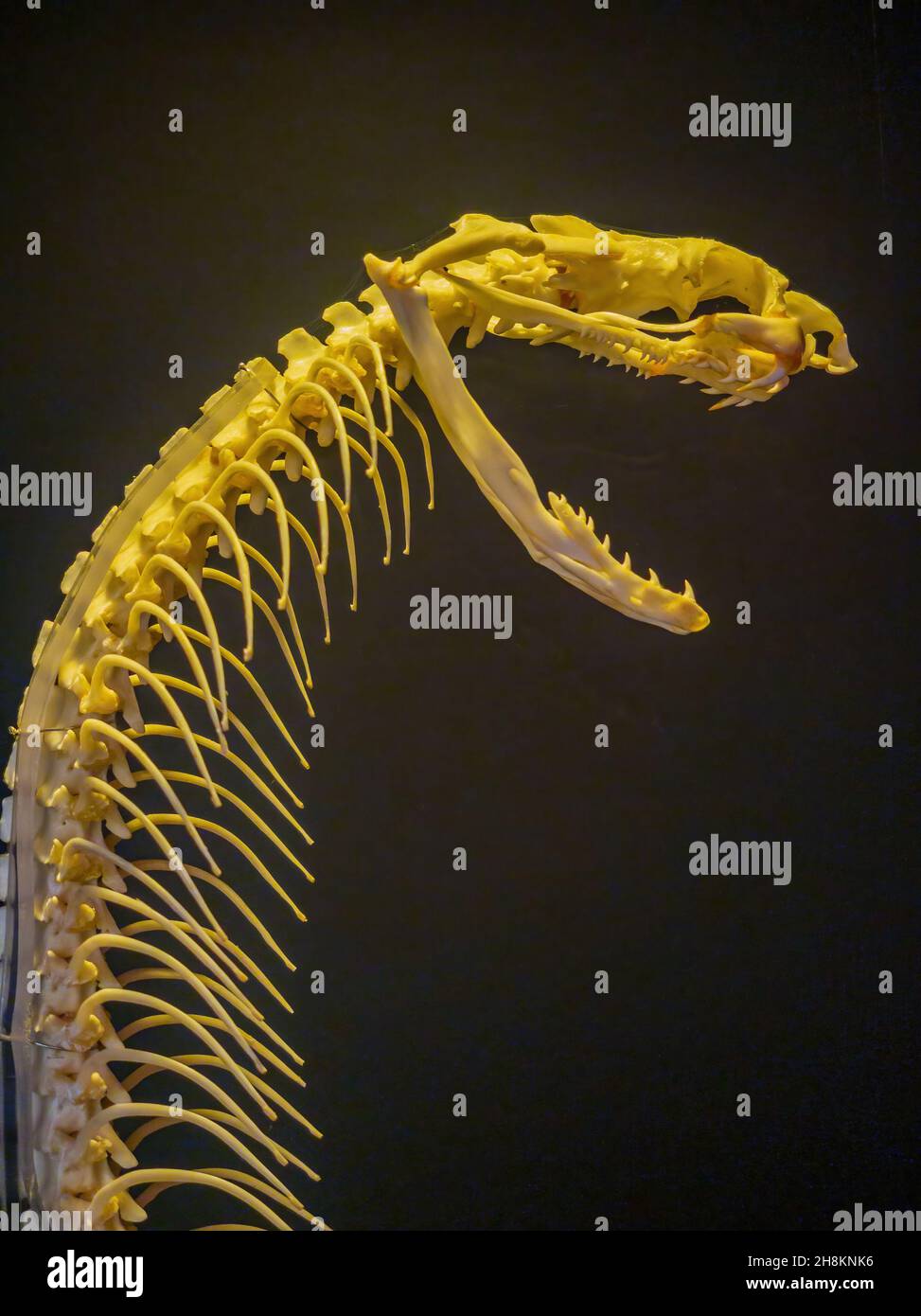 Bone structure hi-res stock photography and images - Alamy