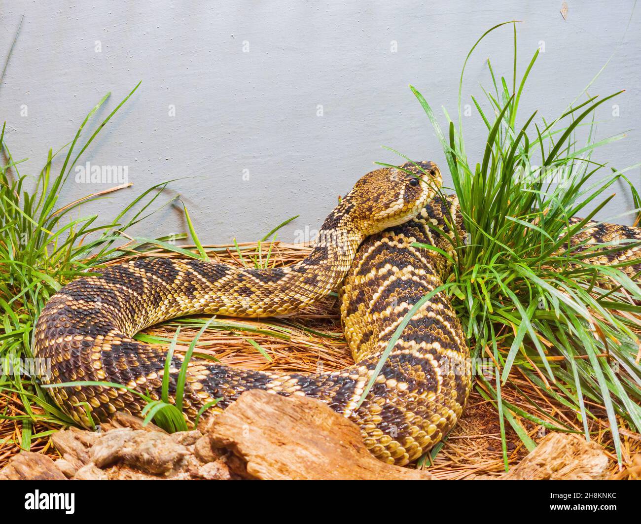 Close up shot of a Eastern diamondback rattlesnake at Oklahoma Stock ...