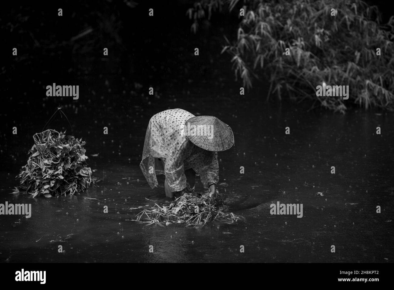 Wash vegetables A woman is washing vegetables in her pond in heavy rain ...