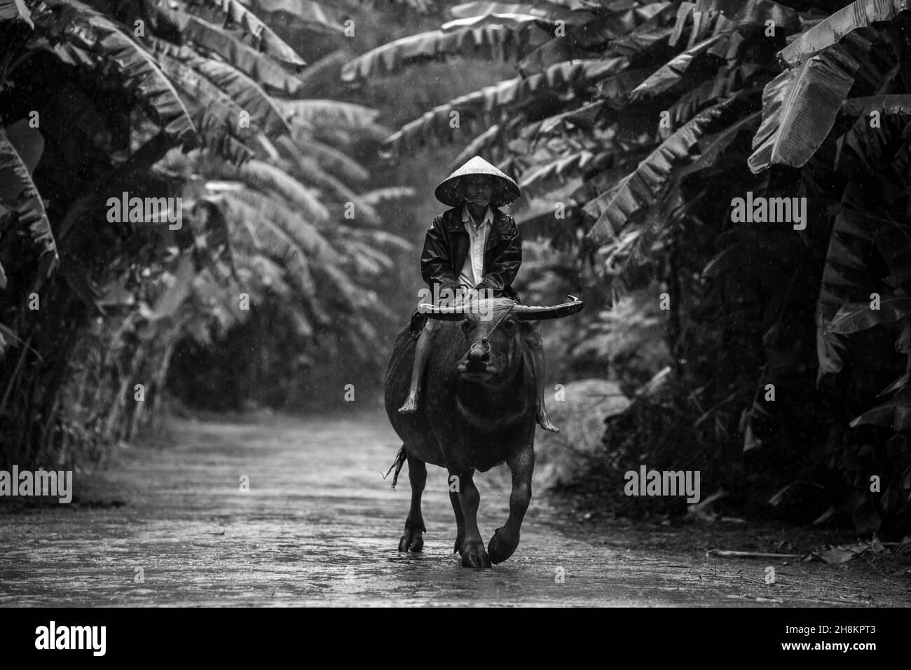 Way to go back home On the village road going home. Man and buffalo ...