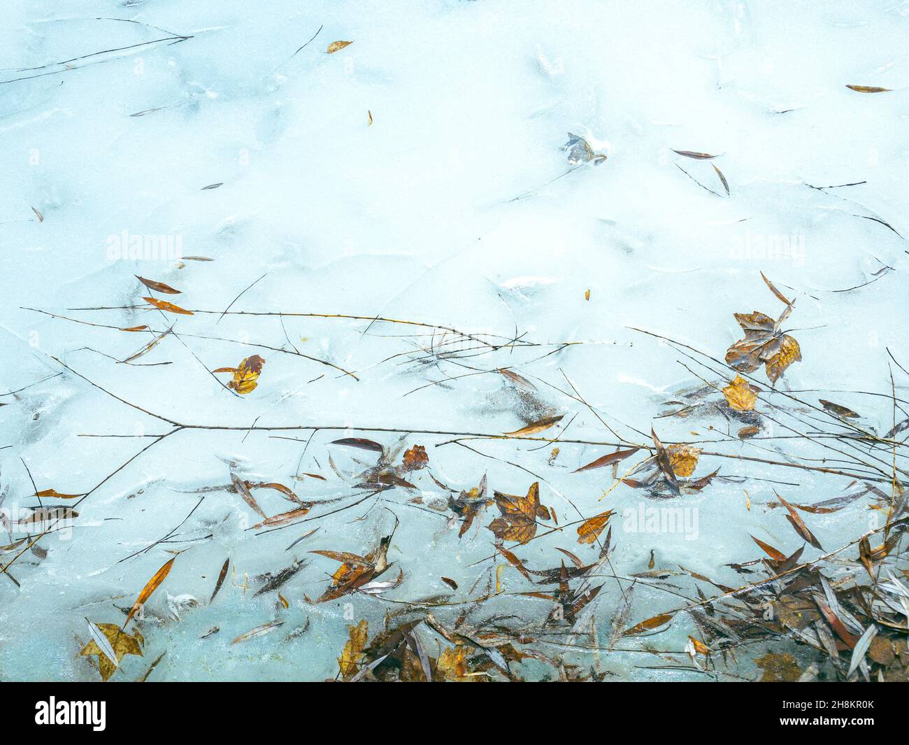 autumn leaves frozen in the ice on the river in early spring in the ...