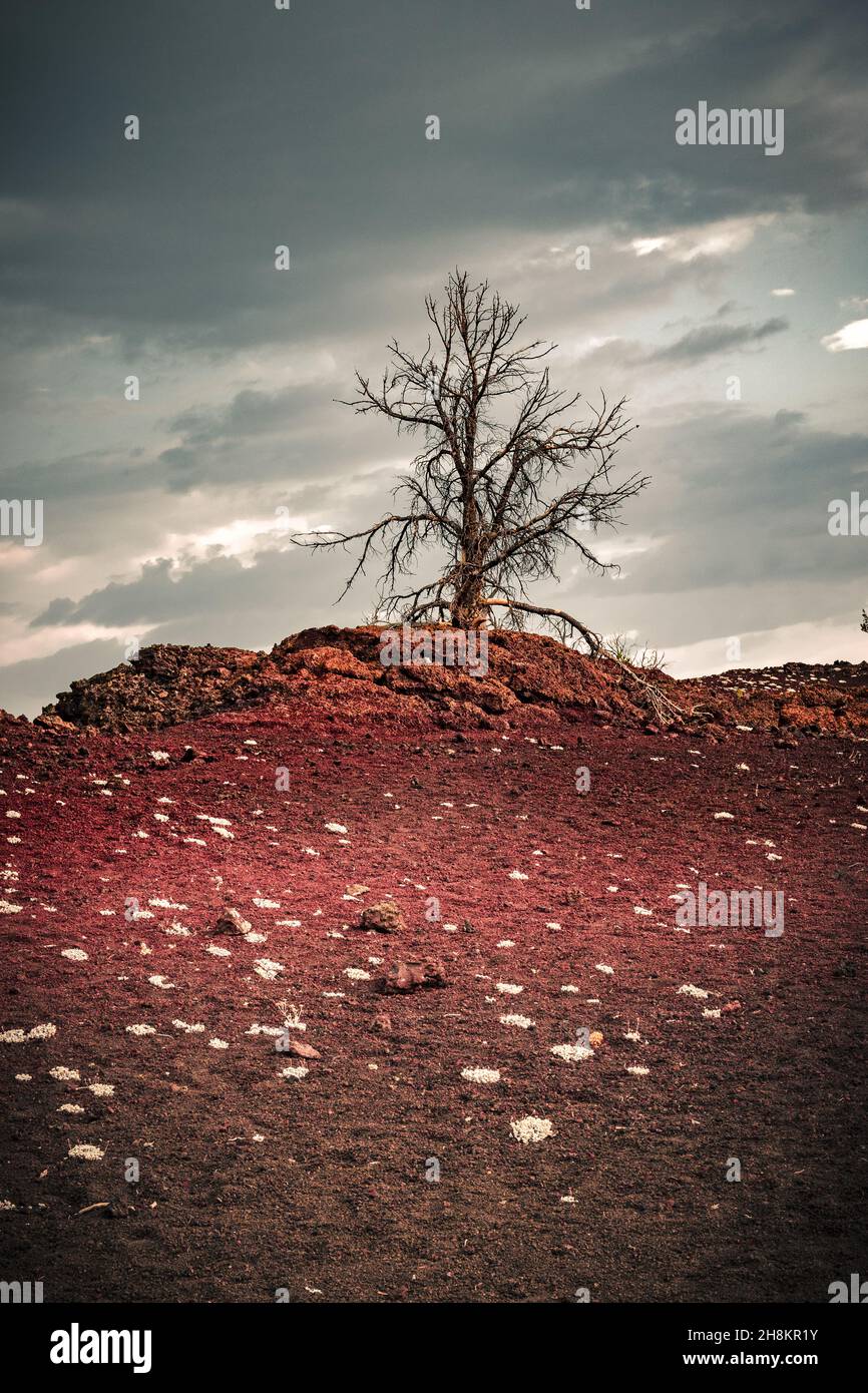 Views of red fields covered with lava and trees on the horizon, lava ...