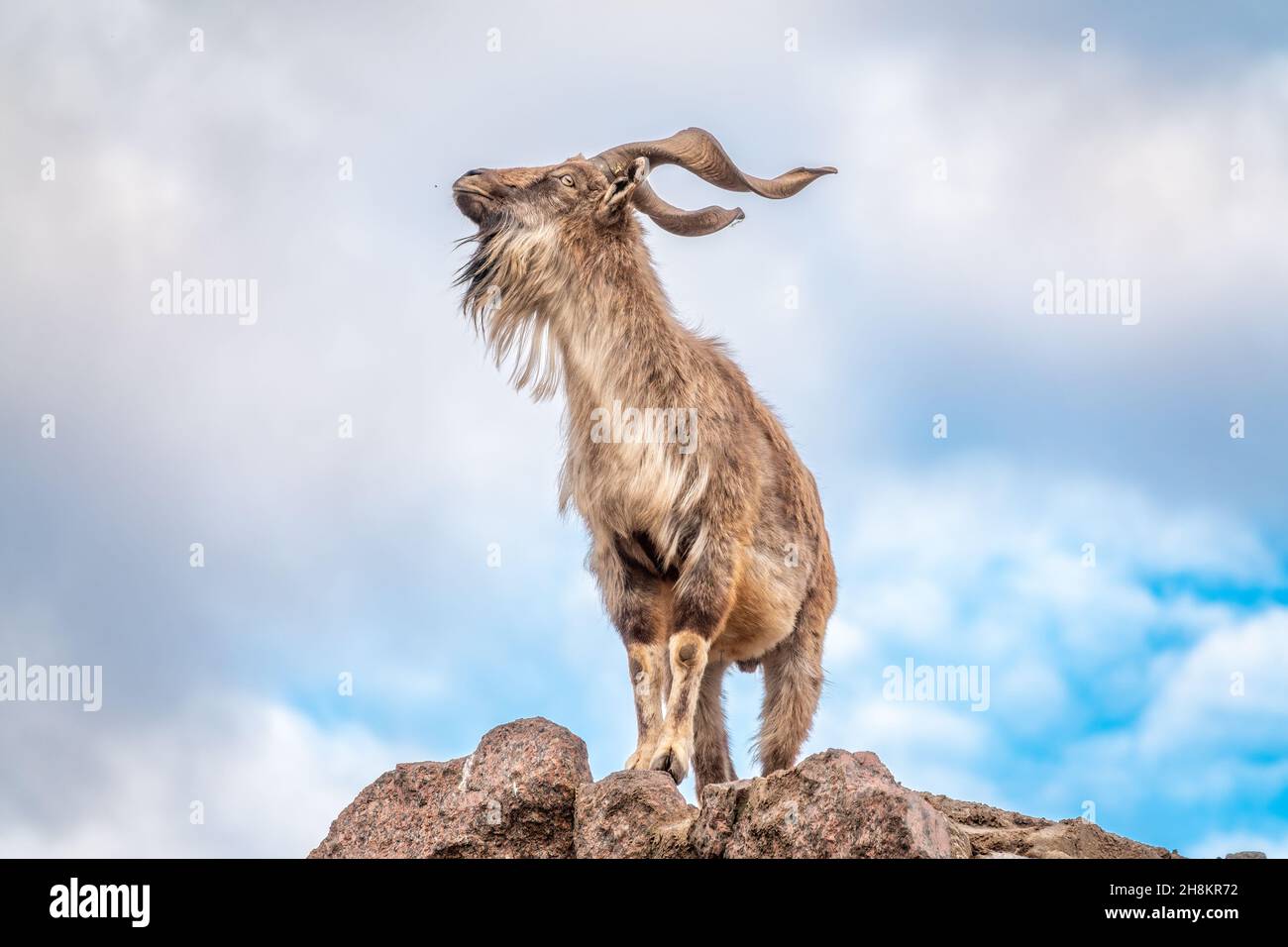 Markhor, Capra falconeri, wild goat native to Central Asia, Karakoram ...