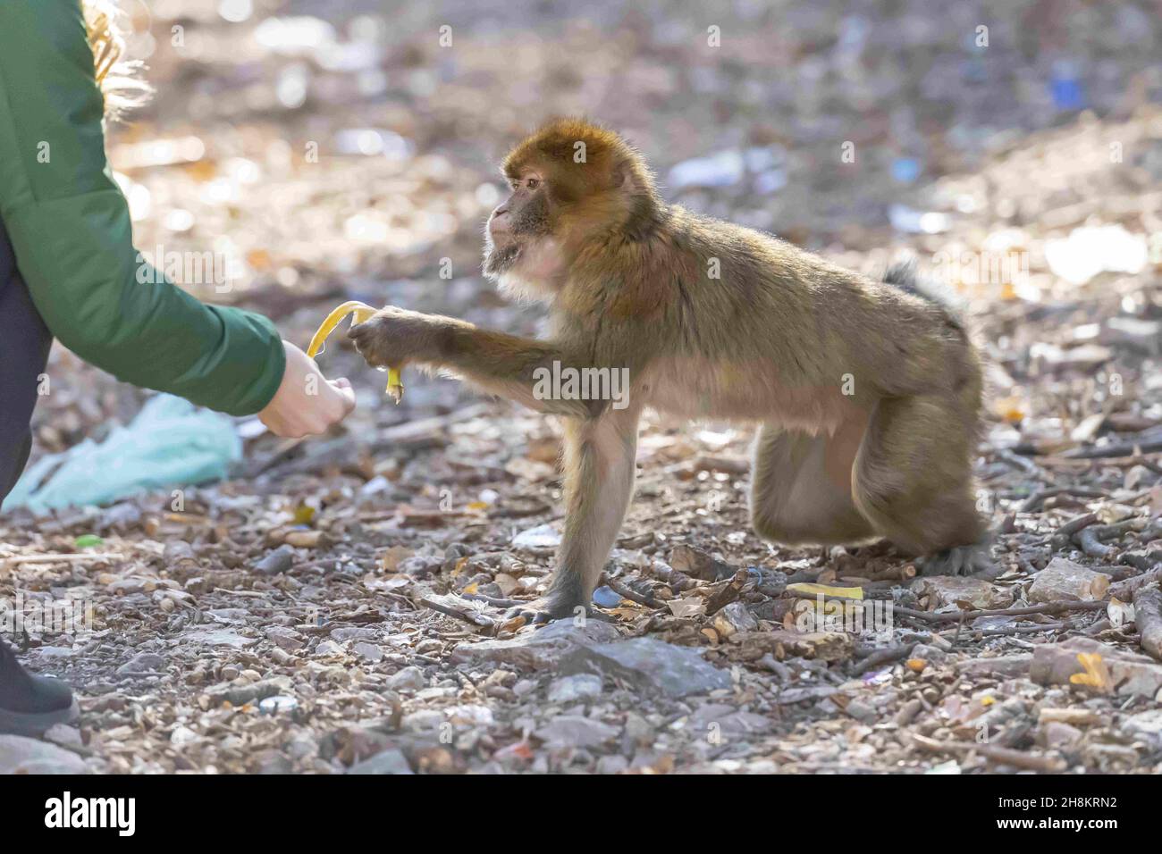 Azrou Cedar Forest, Morocco High Resolution Stock Photography and ...
