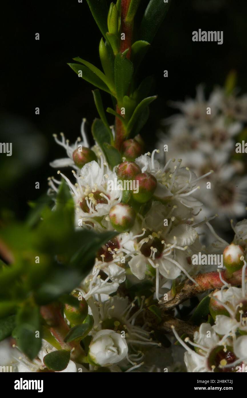The Tea Trees are in full flower everywhere - a magnificent sight ...