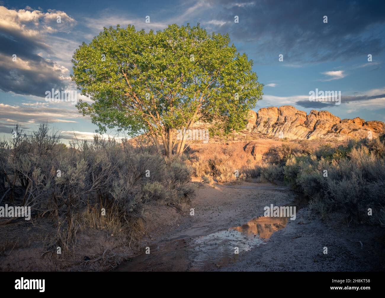The beautiful view cloudy sky, bright green tree on a landscape ...