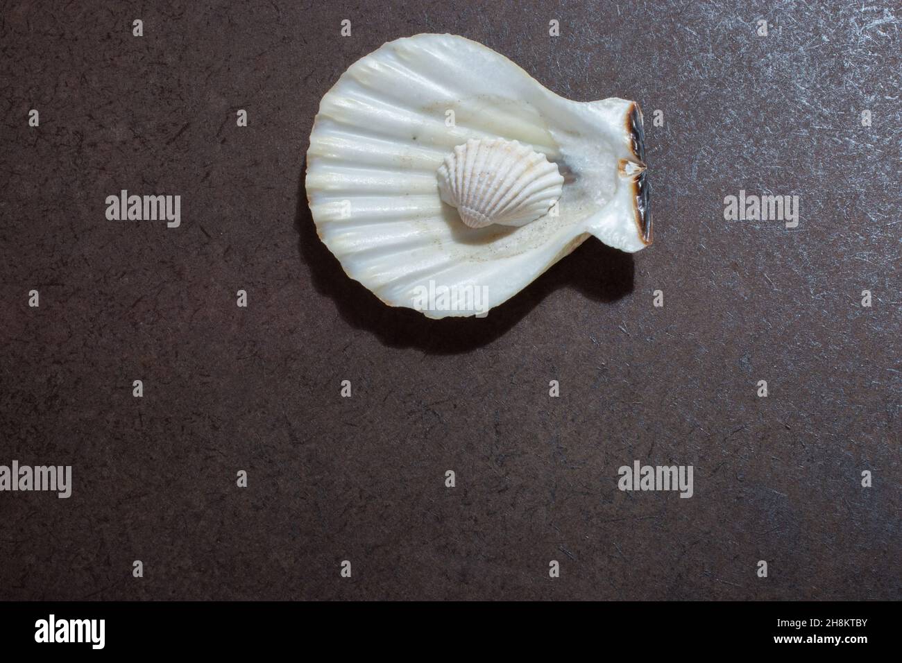 Natural seashell macro texture. Seashells background texture Stock ...