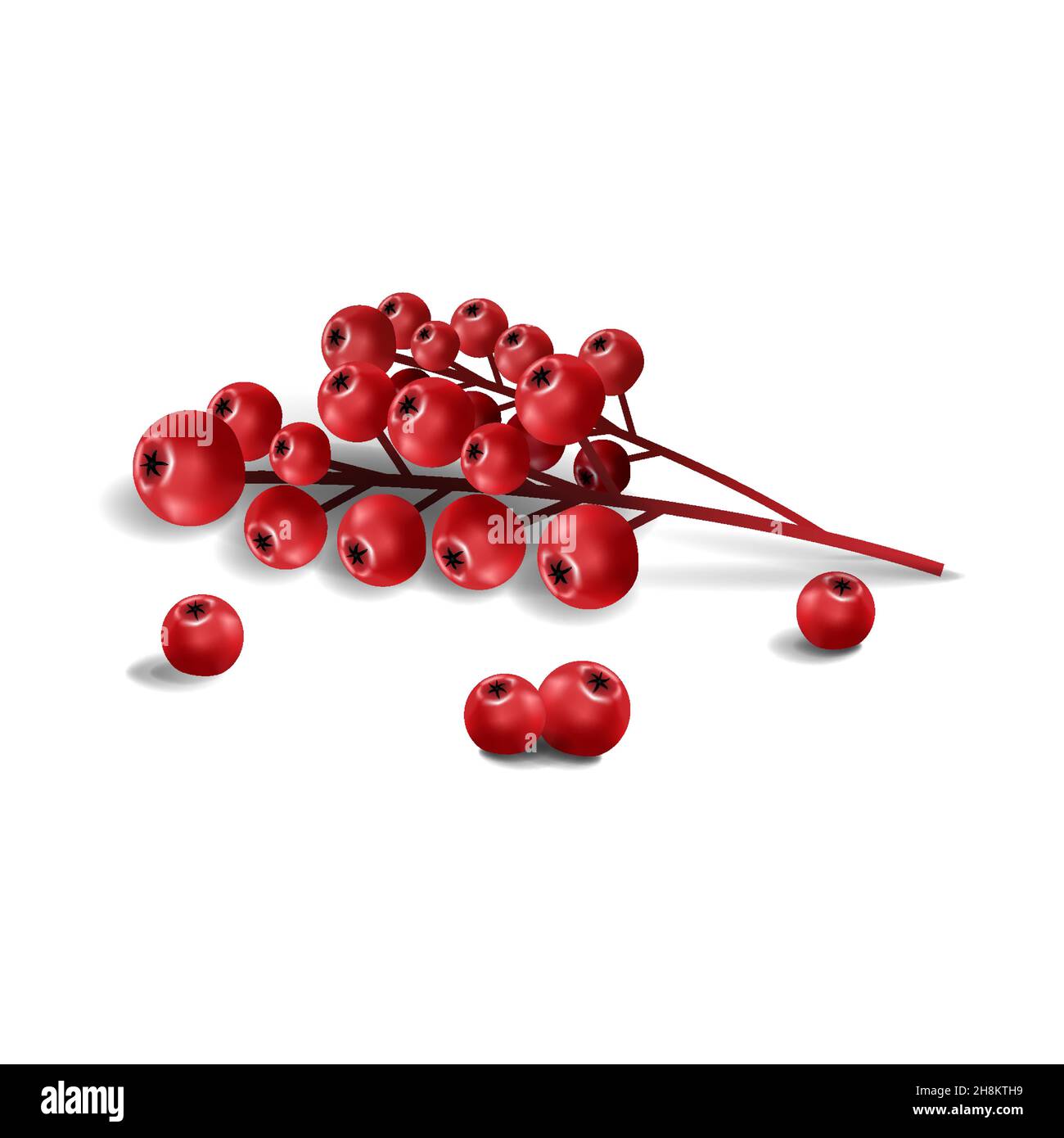 Realistic branches with holly red berries isolated on white background ...