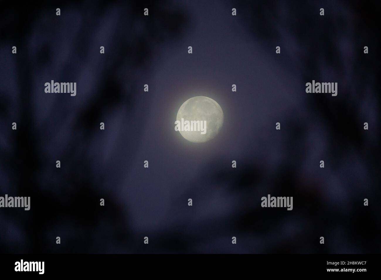 A waxing autumn moon through tree branches with slight atmospheric haze ...