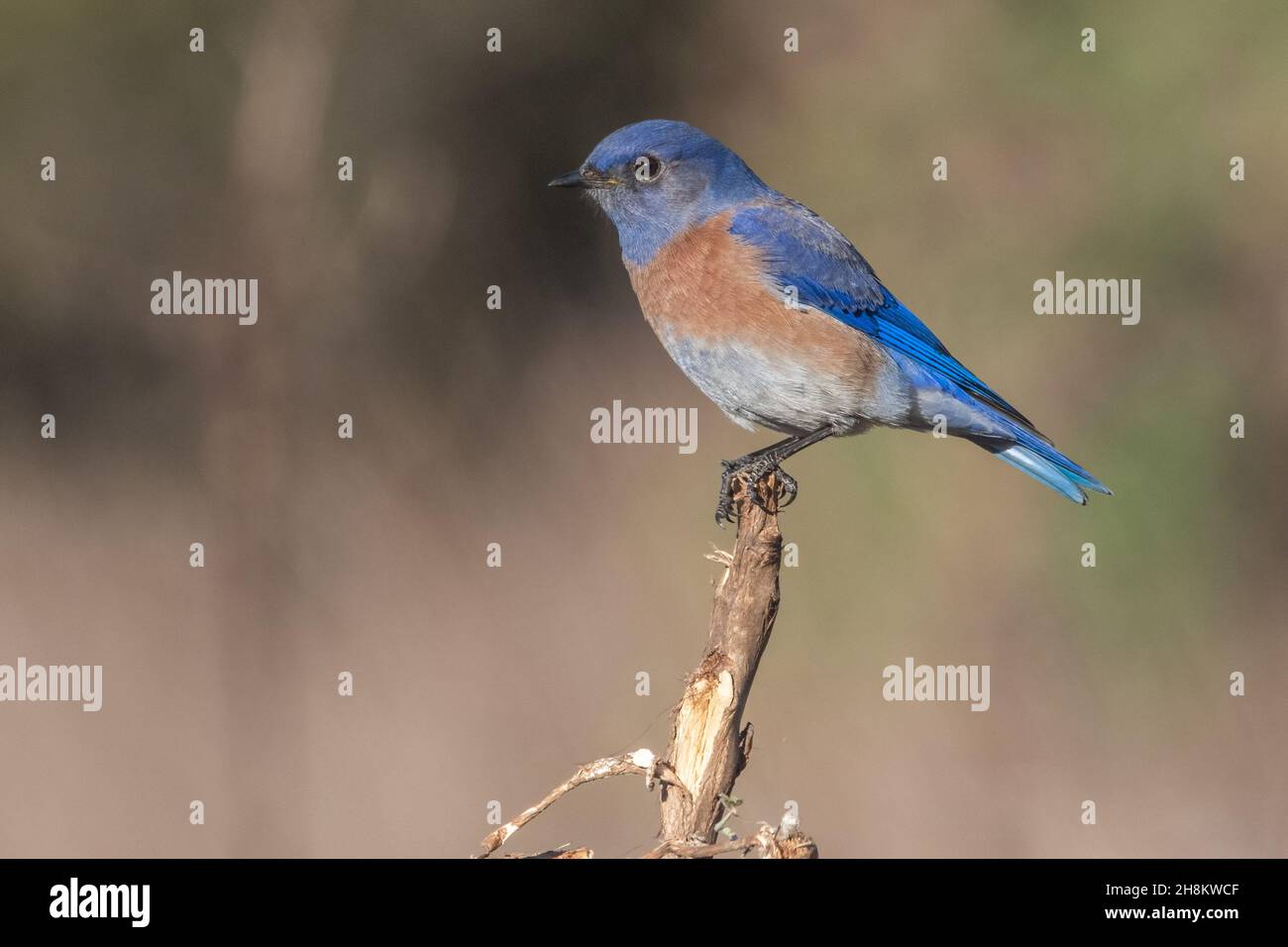 western bluebird (Sialia mexicana) is thrush native to California and ...