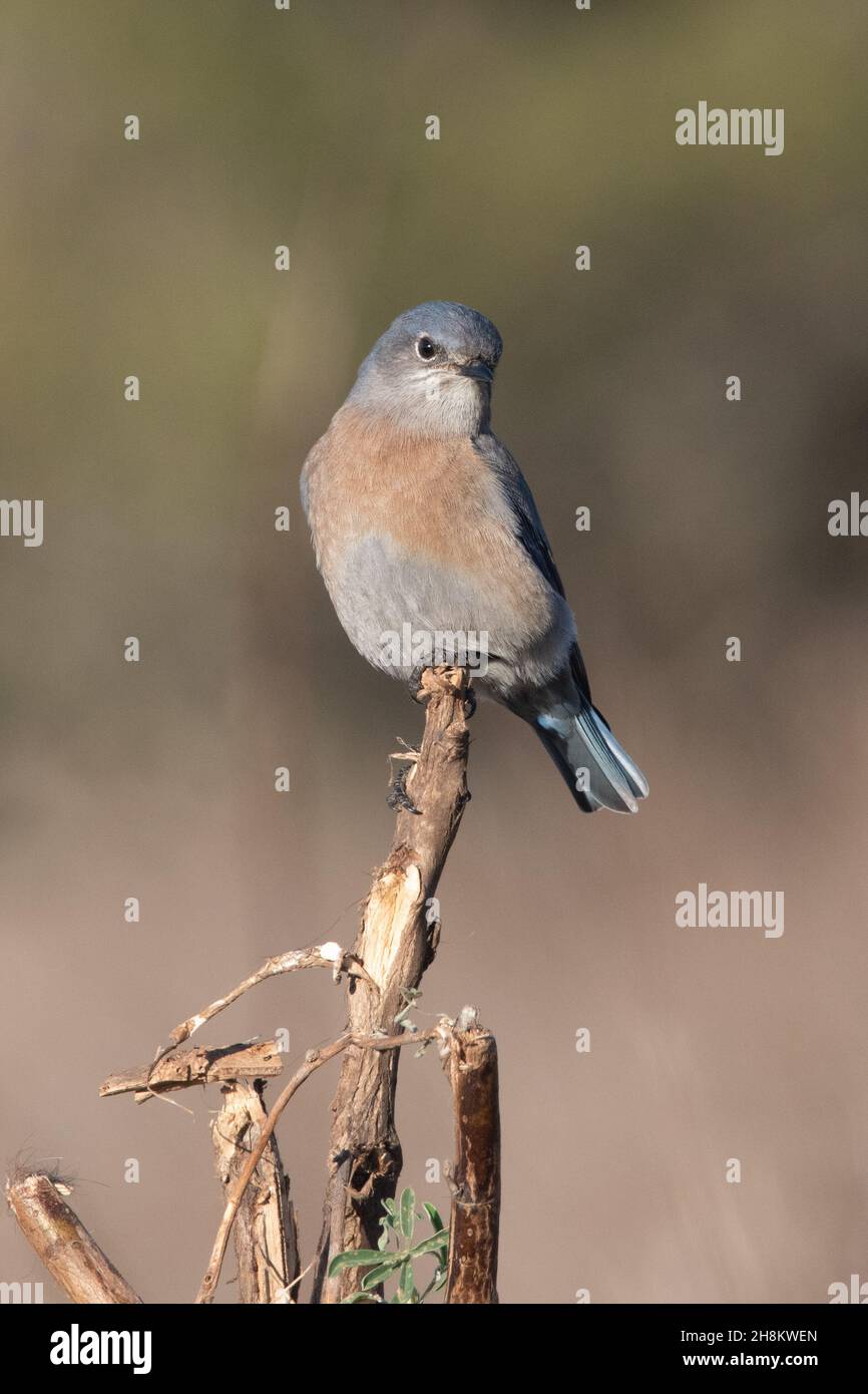 western bluebird (Sialia mexicana) is thrush native to California and ...