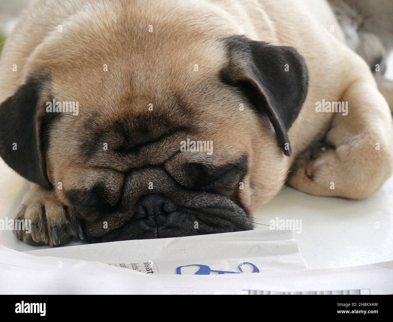 Tired pugs hi-res stock photography and images - Alamy