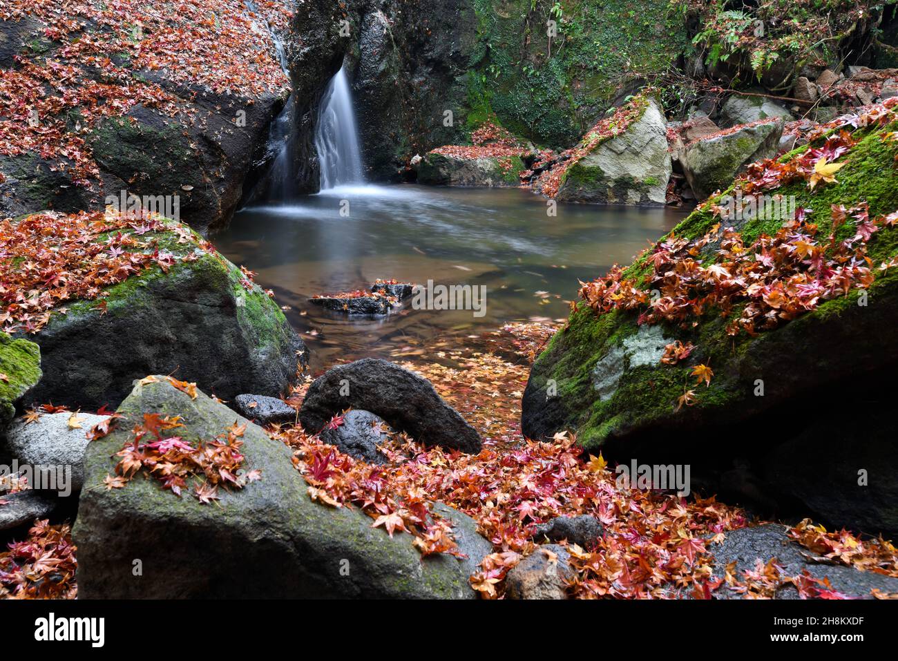 A waterfall in autumn with read maple leaves on rocks Stock Photo - Alamy