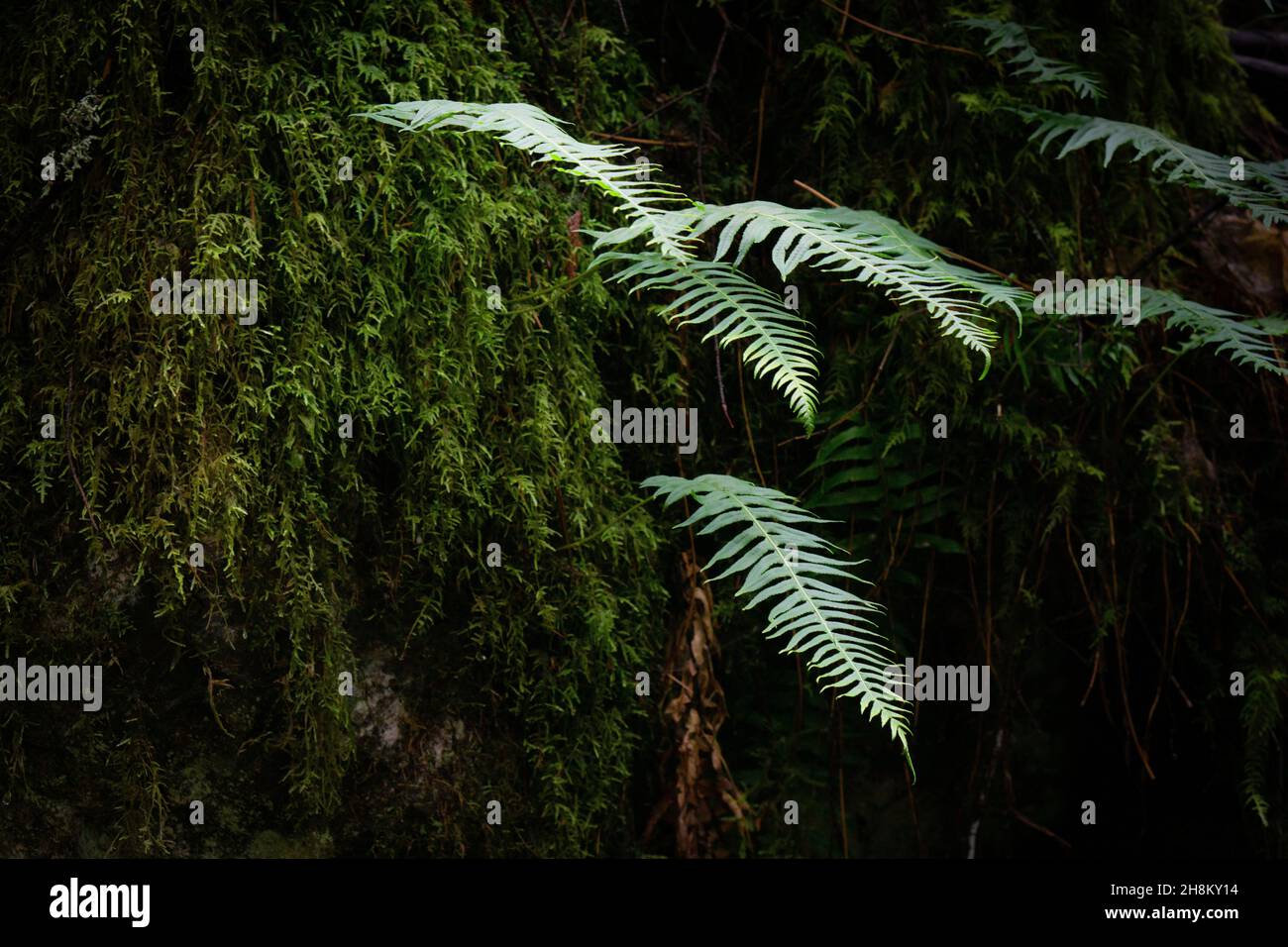Backdrop of ferns hi-res stock photography and images - Alamy