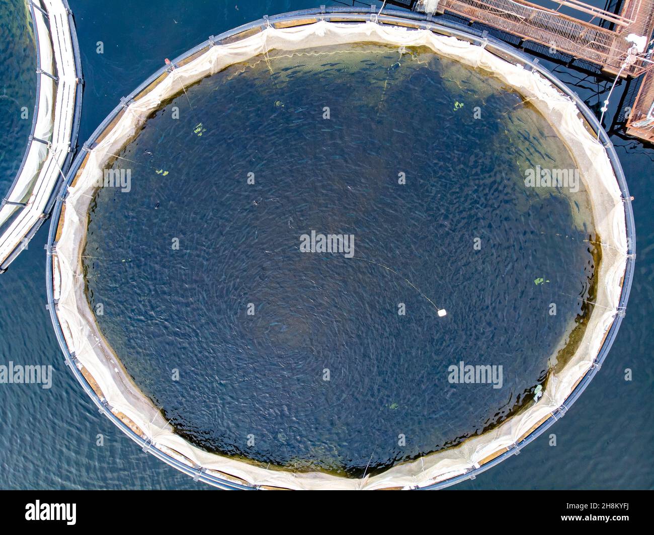 Salmon fish farm aquaculture blue water. Aerial top view Stock Photo ...
