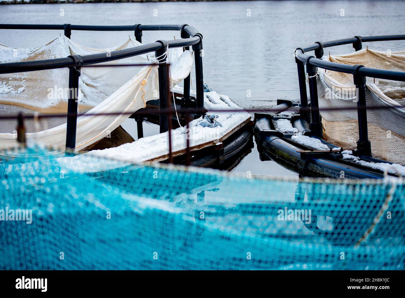 Fish farm for breeding for rainbow trout and salmon fry in net cages ...