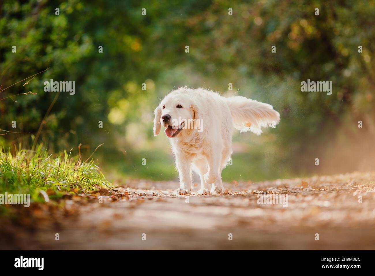 Happy Labrador golden retriever walk in summer park with sunlight Stock ...