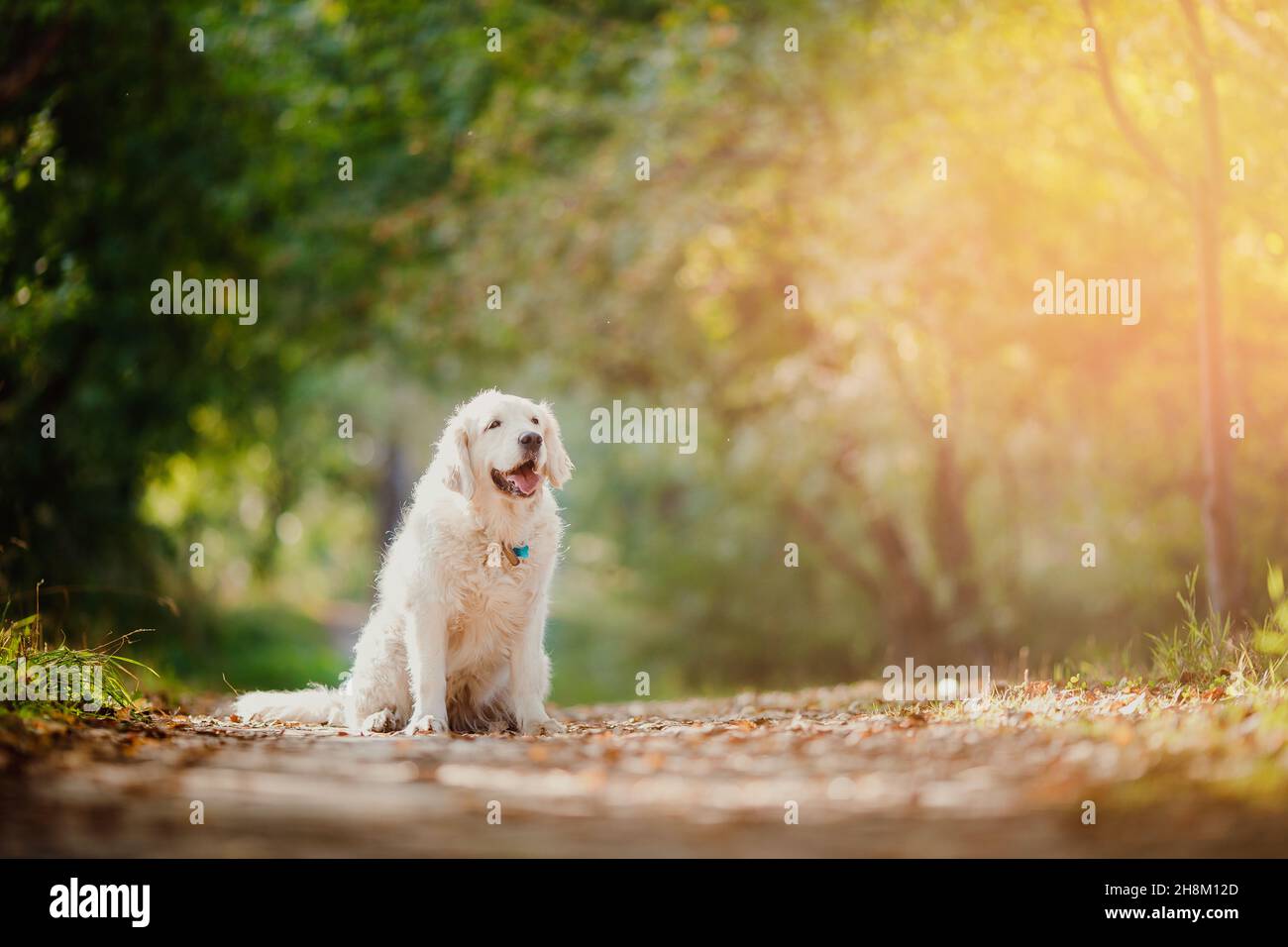 Active, smile Dog Labrador Happy golden retriever outdoors in grass ...