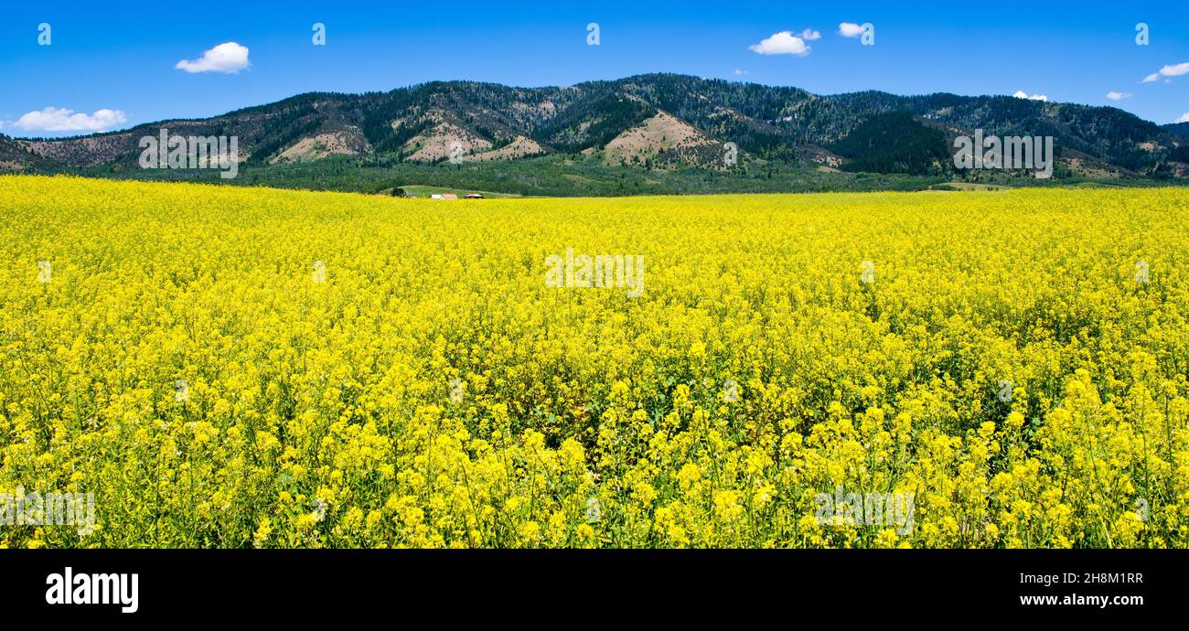 Yellow flowers landscape blue sky mountain Stock Photo - Alamy