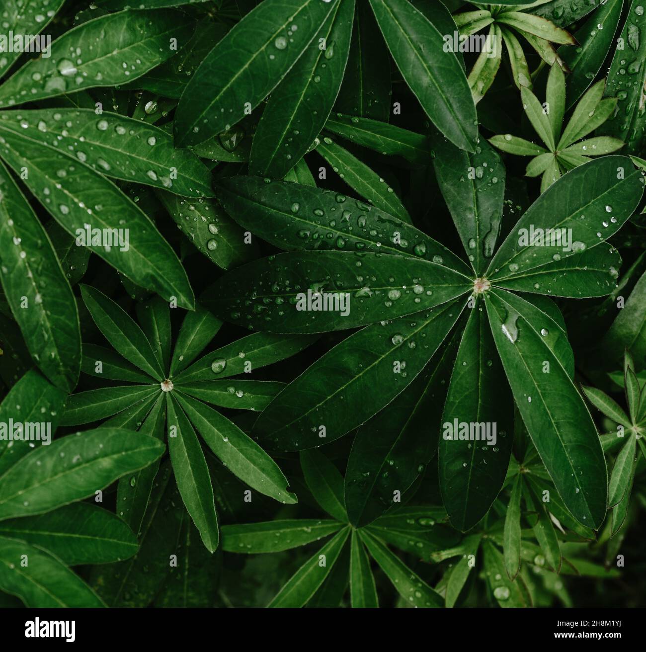 Tropical plant background hi-res stock photography and images - Alamy