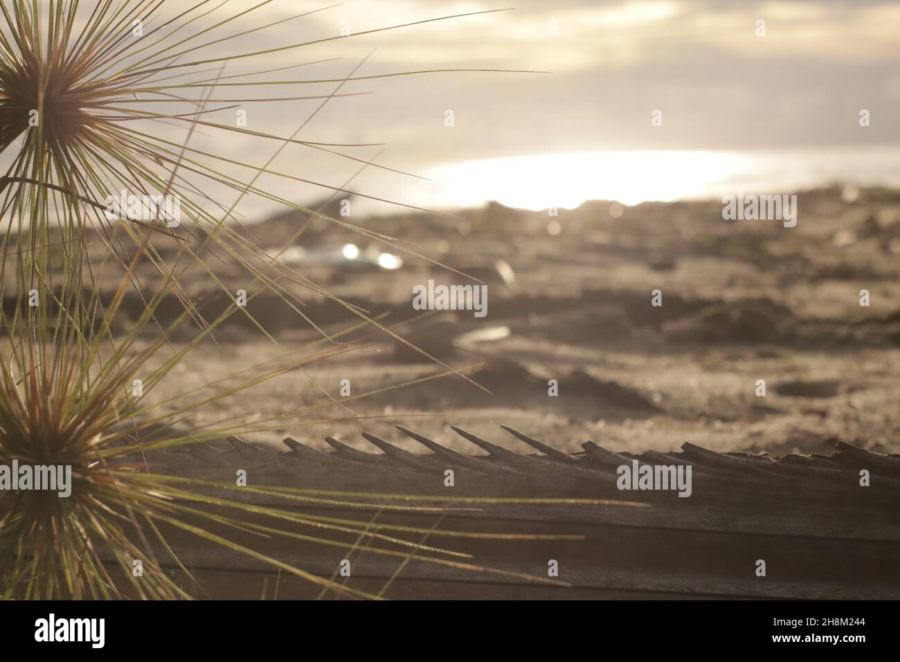 pieces of dry tree with a coast background Stock Photo - Alamy
